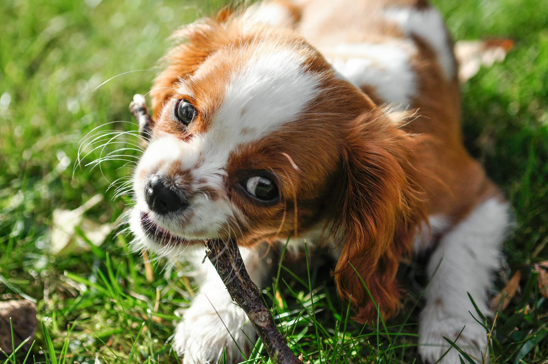 How to Keep Dog Healthy: Expert Tips 2026