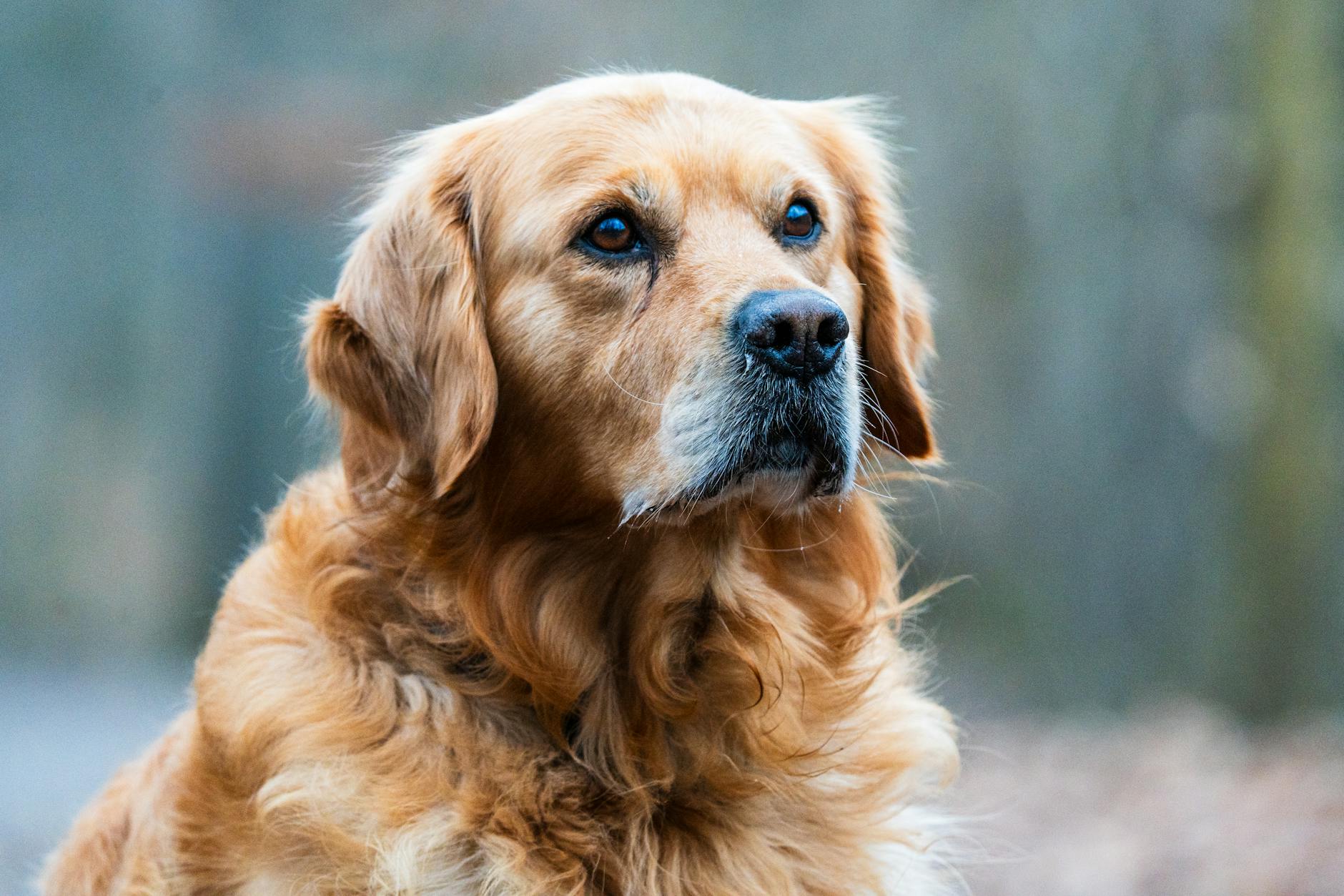 Golden Retriever Health: Prevention & Treatment 2026