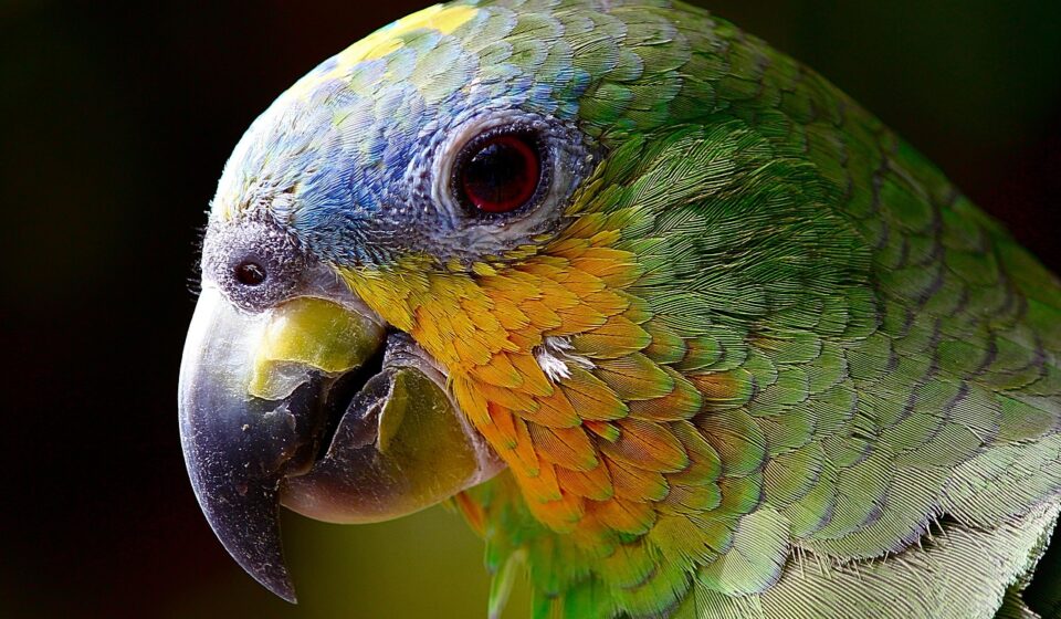 Quaker Parrot Care 2026: Expert Insights & Tips