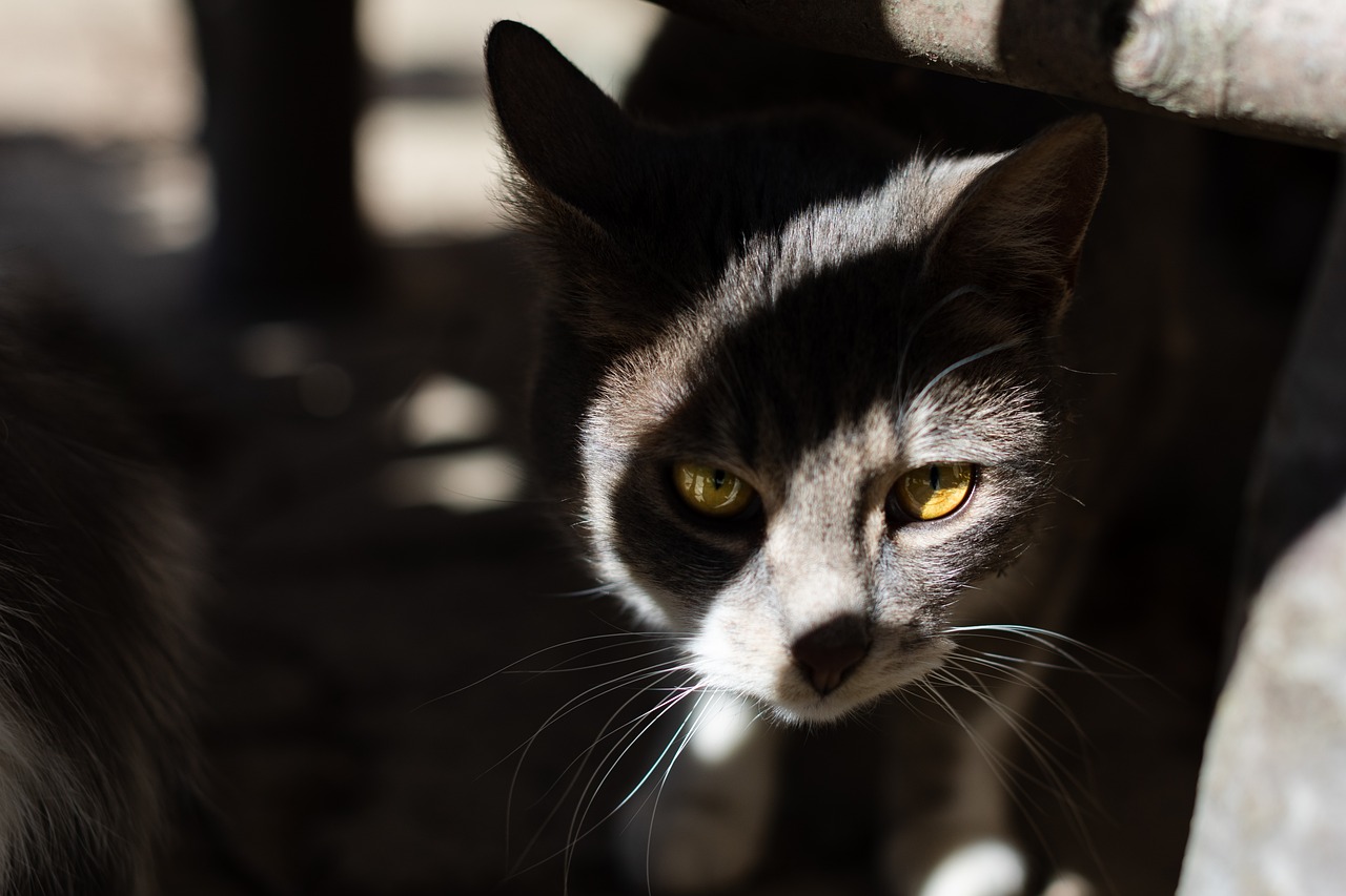 Common Pet Health Problems and Solutions 2026